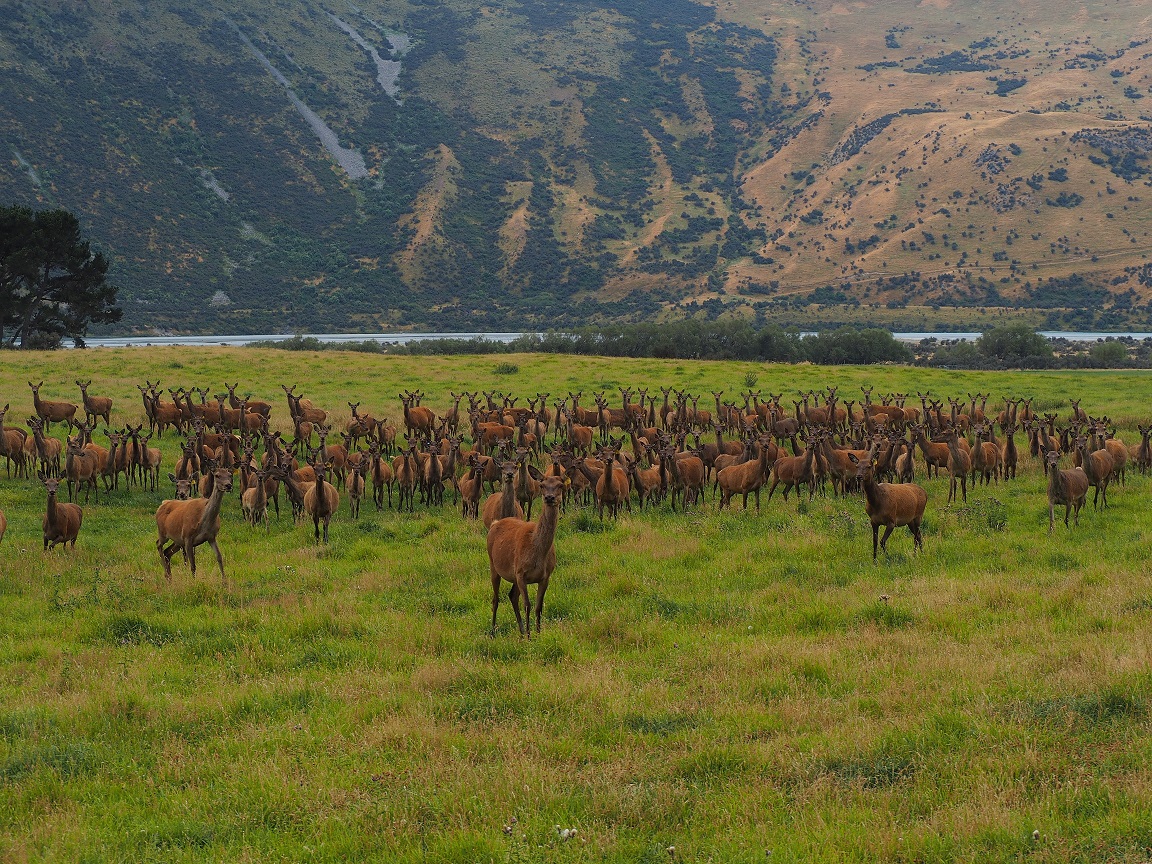 Gallery - Deer NZ