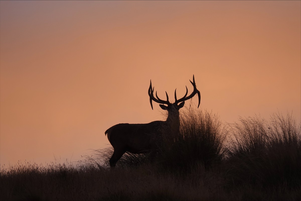 Elk/Wapiti - Deer NZ
