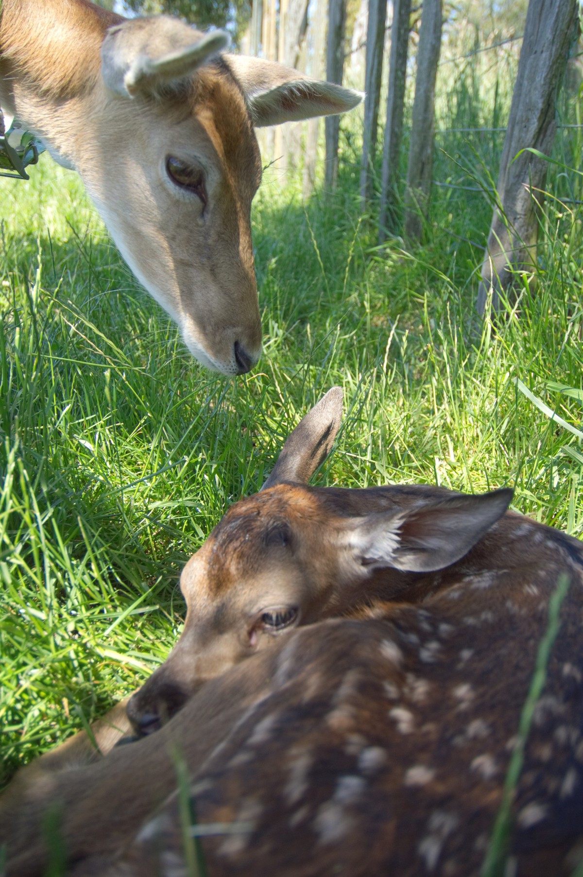 Fawns - Deer NZ