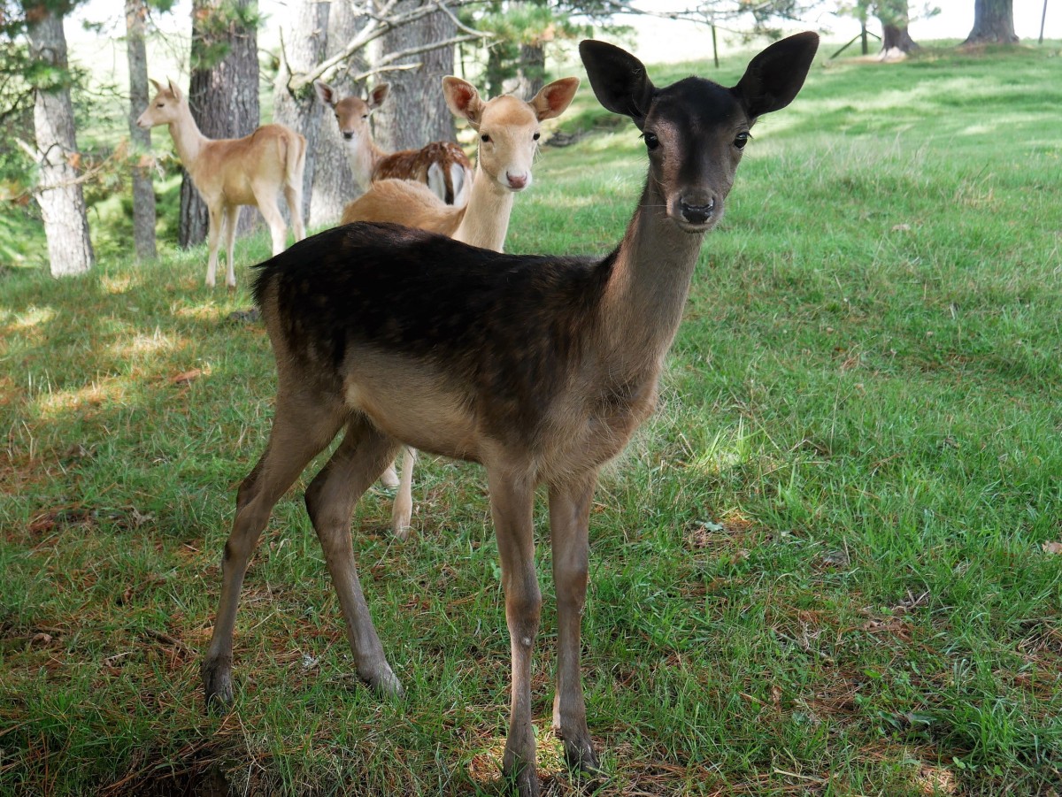 Fawns - Deer NZ