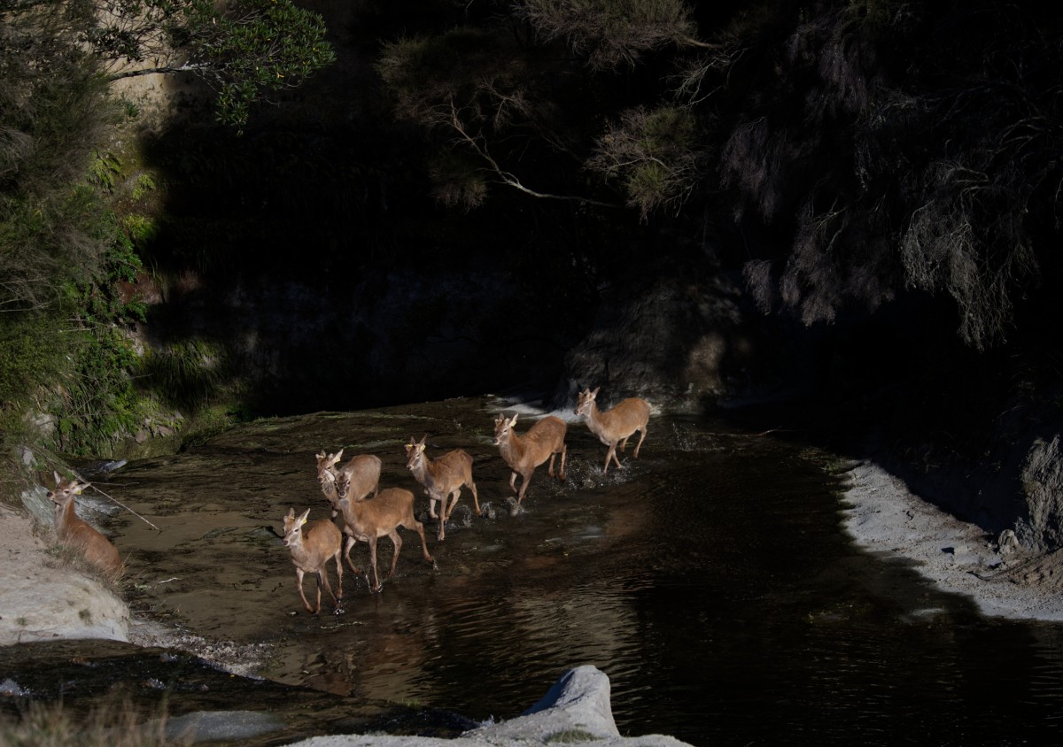 Red deer - Deer NZ